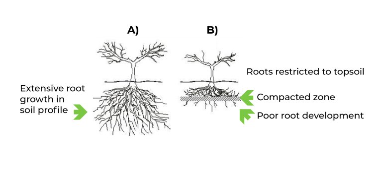 Soil compaction: meaning, effects and prevention - Herogra | Herogra