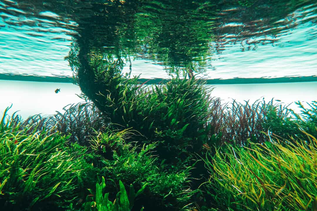 The importance of algae in agriculture - Herogra | Herogra
